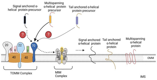 The Journey of Mitochondrial Protein Import and the Roadmap to Follow