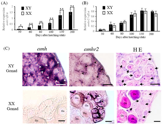 Amh/Amhr2 Signaling Causes Masculinization by Inhibiting Estrogen ...