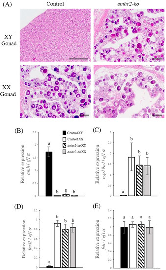 Amh/Amhr2 Signaling Causes Masculinization by Inhibiting Estrogen ...