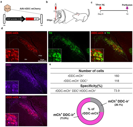 DDC-Promoter-Driven Chemogenetic Activation of SNpc Dopaminergic ...