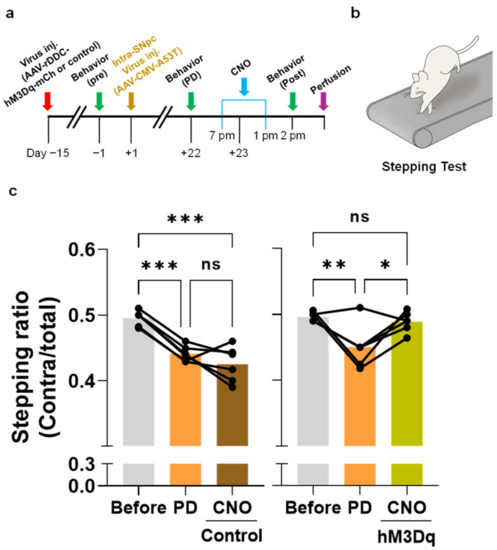 DDC-Promoter-Driven Chemogenetic Activation of SNpc Dopaminergic ...