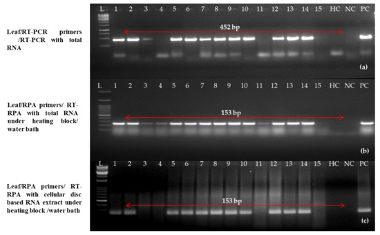 Development of Reverse Transcription Recombinase Polymerase ...
