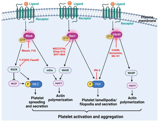 Rho GTPase Signaling in Platelet Regulation and Implication for Antiplatelet Therapies