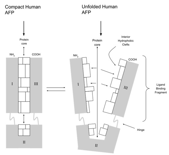 IJMS | Free Full-Text | The Role of Alpha-Fetoprotein (AFP) in ...