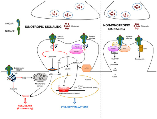 NMDA Receptor and Its Emerging Role in Cancer
