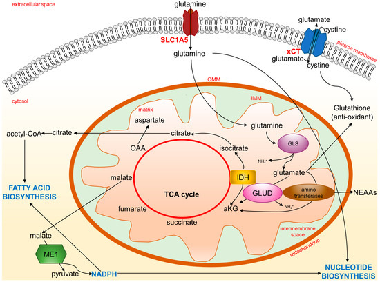 NMDA Receptor and Its Emerging Role in Cancer