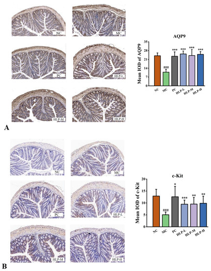 Polysaccharides from Holothuria leucospilota Relieve Loperamide-Induced ...