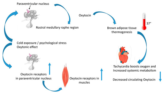 The Long Way of Oxytocin from the Uterus to the Heart in 70 Years from ...