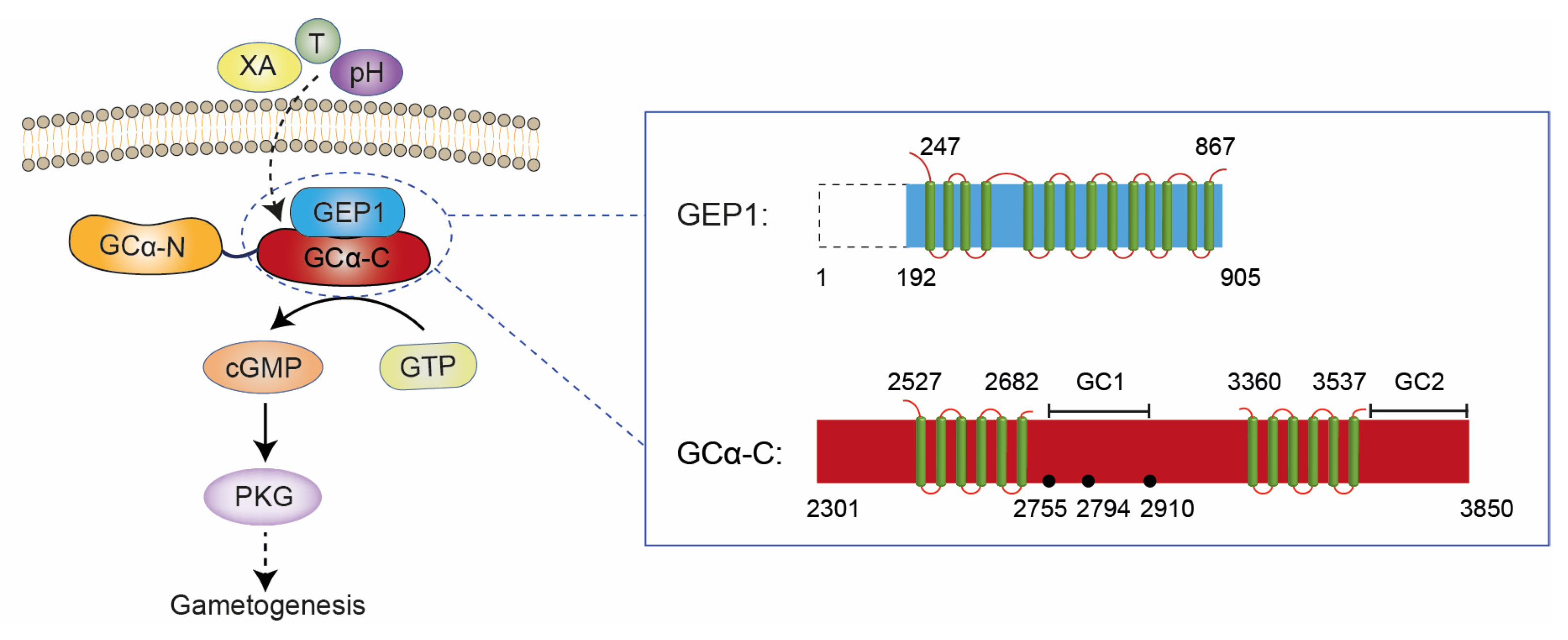 Characterizing the Specific Recognition of Xanthurenic Acid by GEP1 and ...
