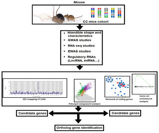 Dissecting the Complexity of Skeletal-Malocclusion-Associated ...