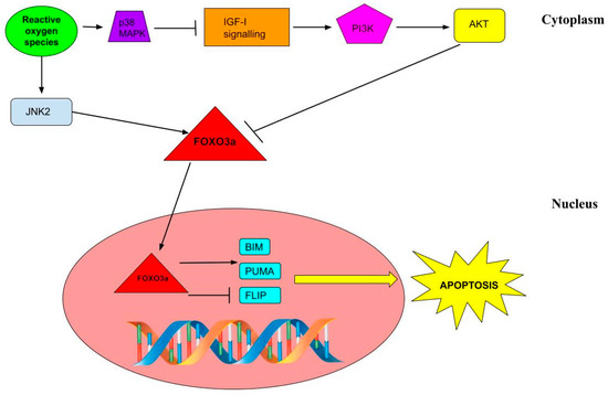 The Expression of FOXO3a as a Forensic Diagnostic Tool in Cases of ...