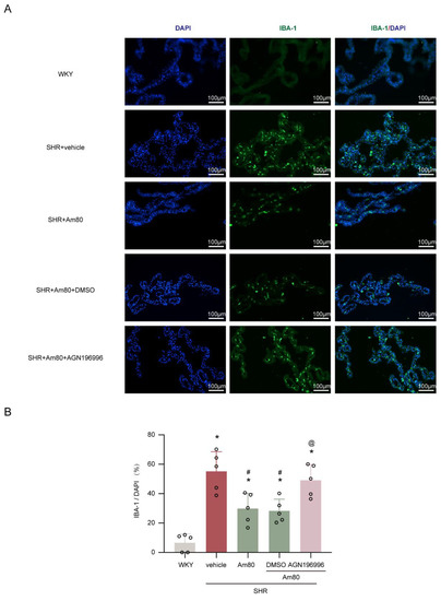 Activation of the RARα Attenuated CSF Hypersecretion to Inhibit ...