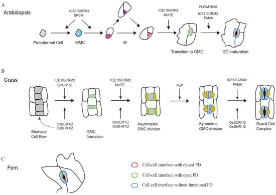 Intercellular Communication during Stomatal Development with a Focus on ...