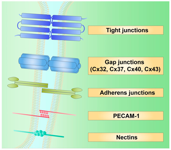 The Potential Role of Connexins in the Pathogenesis of Atherosclerosis