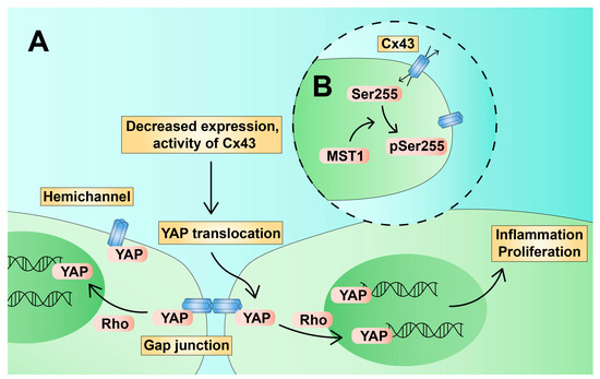 The Potential Role of Connexins in the Pathogenesis of Atherosclerosis