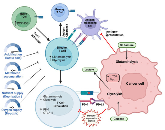 Modulating Glycolysis to Improve Cancer Therapy