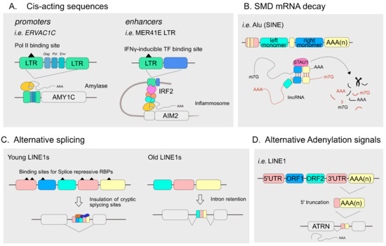 Transposable Elements Co-Option in Genome Evolution and Gene Regulation