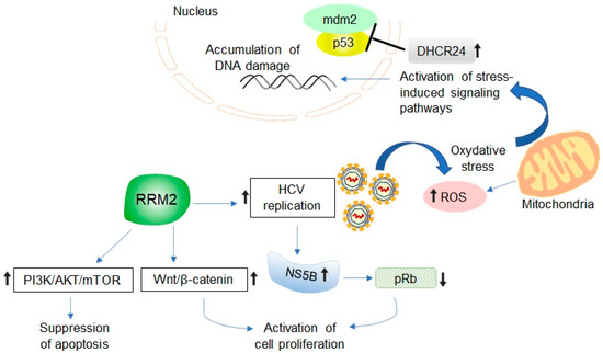 Regulatory Role of Ribonucleotide Reductase Subunit M2 in Hepatocyte ...