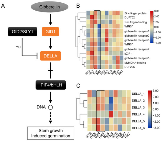 Transcriptome and Gene Co-Expression Network Analysis Identifying ...