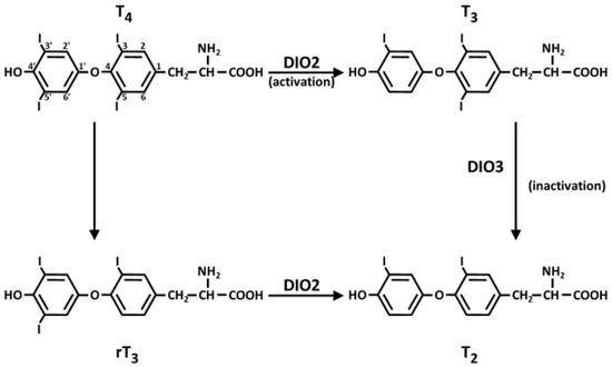 Biological Activity of Selenium and Its Impact on Human Health