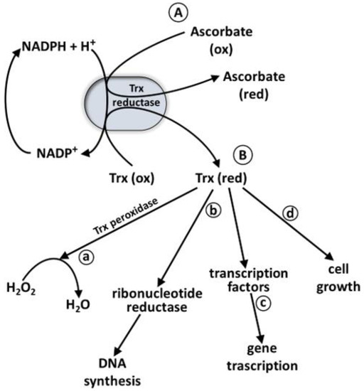 Biological Activity of Selenium and Its Impact on Human Health