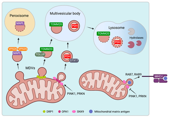 Mitochondrial-Derived Vesicles—Link to Extracellular Vesicles and ...