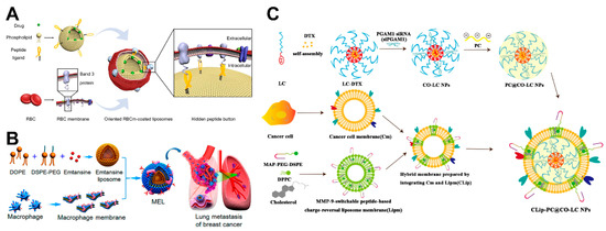 Liposomes for Tumor Targeted Therapy: A Review