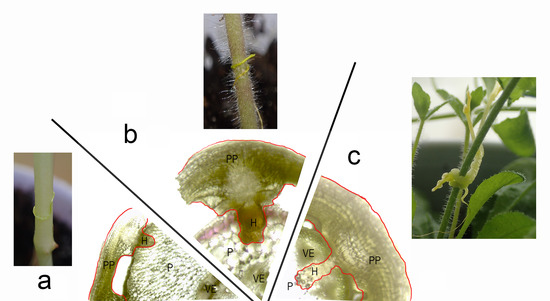 Genomic and Epigenomic Mechanisms of the Interaction between Parasitic ...