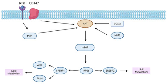 The Role of PI3K/AKT/mTOR Signaling in Hepatocellular Carcinoma Metabolism