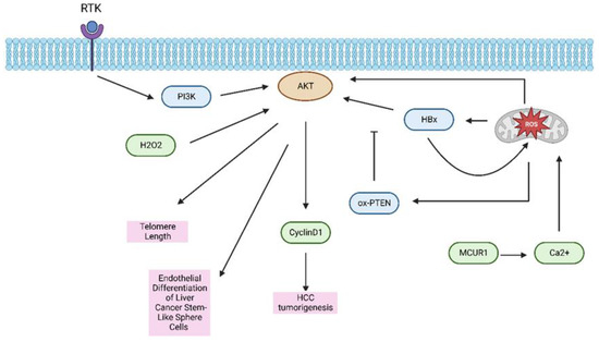 The Role of PI3K/AKT/mTOR Signaling in Hepatocellular Carcinoma Metabolism