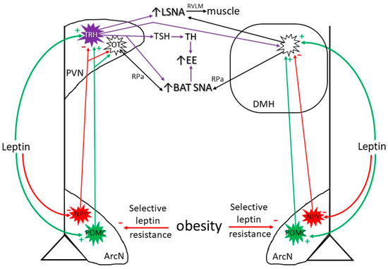 Leptin Increases: Physiological Roles in the Control of Sympathetic ...