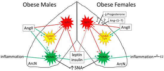 Leptin Increases: Physiological Roles in the Control of Sympathetic ...