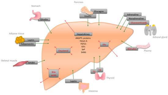Metabolism-Disrupting Chemicals Affecting the Liver: Screening, Testing ...