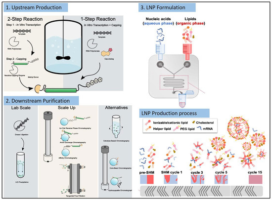 A Comprehensive Review of mRNA Vaccines