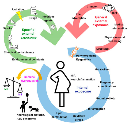 Inflammation and the Potential Implication of Macrophage-Microglia ...