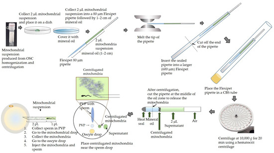 Mitochondrial Transfer into Human Oocytes Improved Embryo Quality and ...