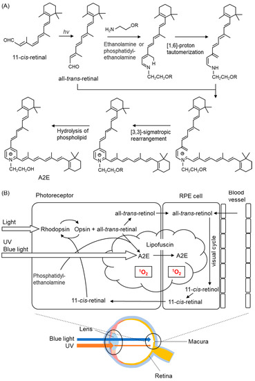 Significance of Singlet Oxygen Molecule in Pathologies
