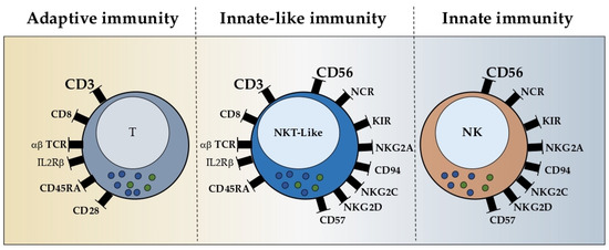 IJMS | Free Full-Text | Natural Killer T-like Cells: Immunobiology and Role in Disease