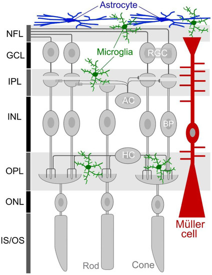 Astrocyte Immune Functions and Glaucoma
