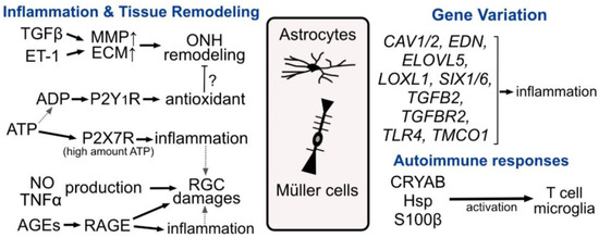 Astrocyte Immune Functions and Glaucoma