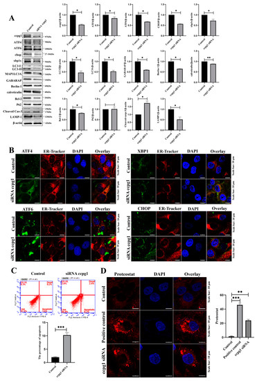 The Activation of Reticulophagy by ER Stress through the ATF4-MAP1LC3A-CCPG1 Pathway in Ovarian ...