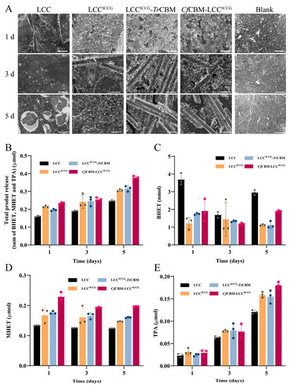 Construction of Fusion Protein with Carbohydrate-Binding Module and ...