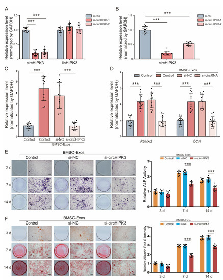 IJMS | Free Full-Text | BMSC-Derived Exosomal CircHIPK3 Promotes ...