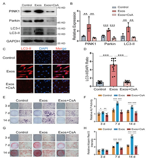 IJMS | Free Full-Text | BMSC-Derived Exosomal CircHIPK3 Promotes ...
