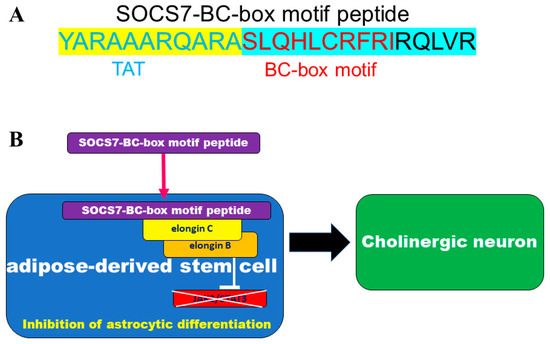 SOCS7-Derived BC-Box Motif Peptide Mediated Cholinergic Differentiation ...