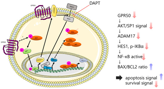 The Orphan GPR50 Receptor Regulates the Aggressiveness of Breast Cancer ...