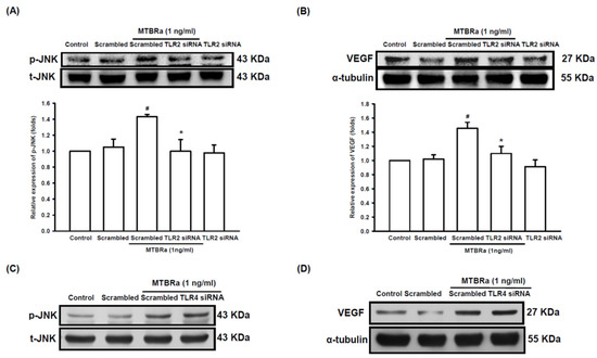 Toll-like Receptor 2 Mediates VEGF Overexpression and Mesothelial ...