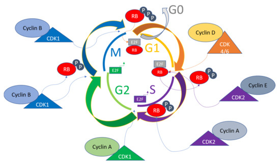 The Regulation of Cyclins and Cyclin-Dependent Kinases in the ...