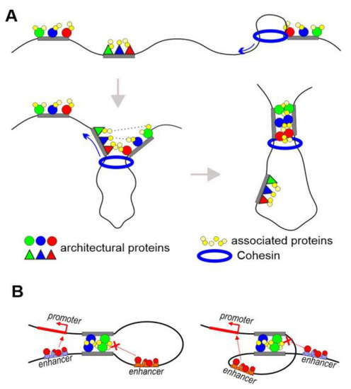 Mechanisms of Interaction between Enhancers and Promoters in Three ...