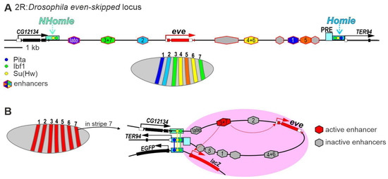 Mechanisms of Interaction between Enhancers and Promoters in Three Drosophila Model Systems